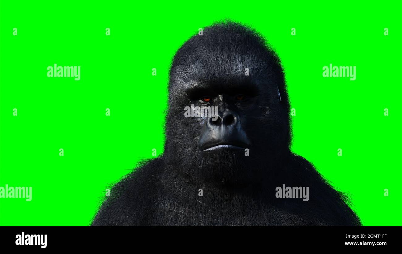 Standing gorilla. Realistic fur. Green screen isolate. 3d rendering ...