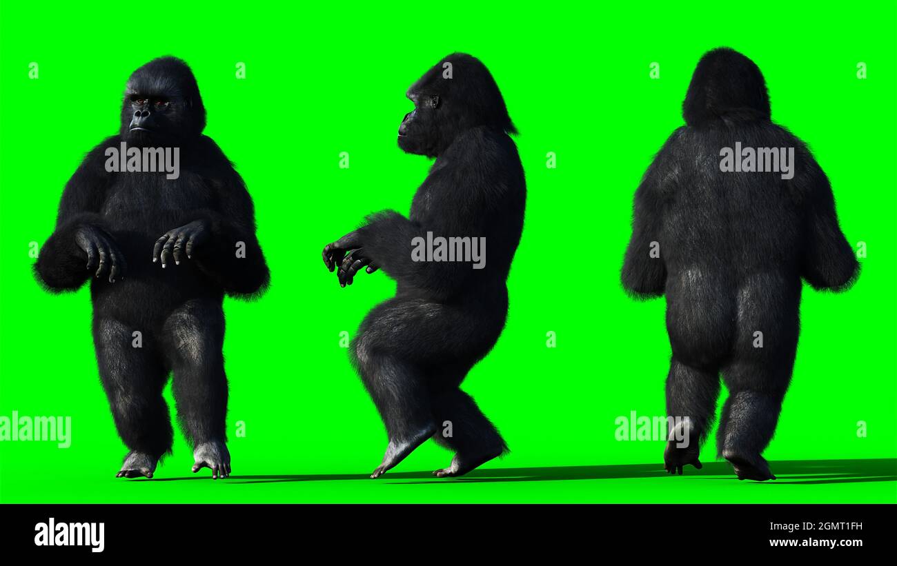 Funny gorilla. Realistic fur. Green screen. 3d rendering Stock Photo ...
