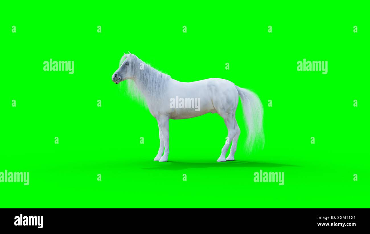 Standing white horse. Green screen. 3d rendering Stock Photo - Alamy