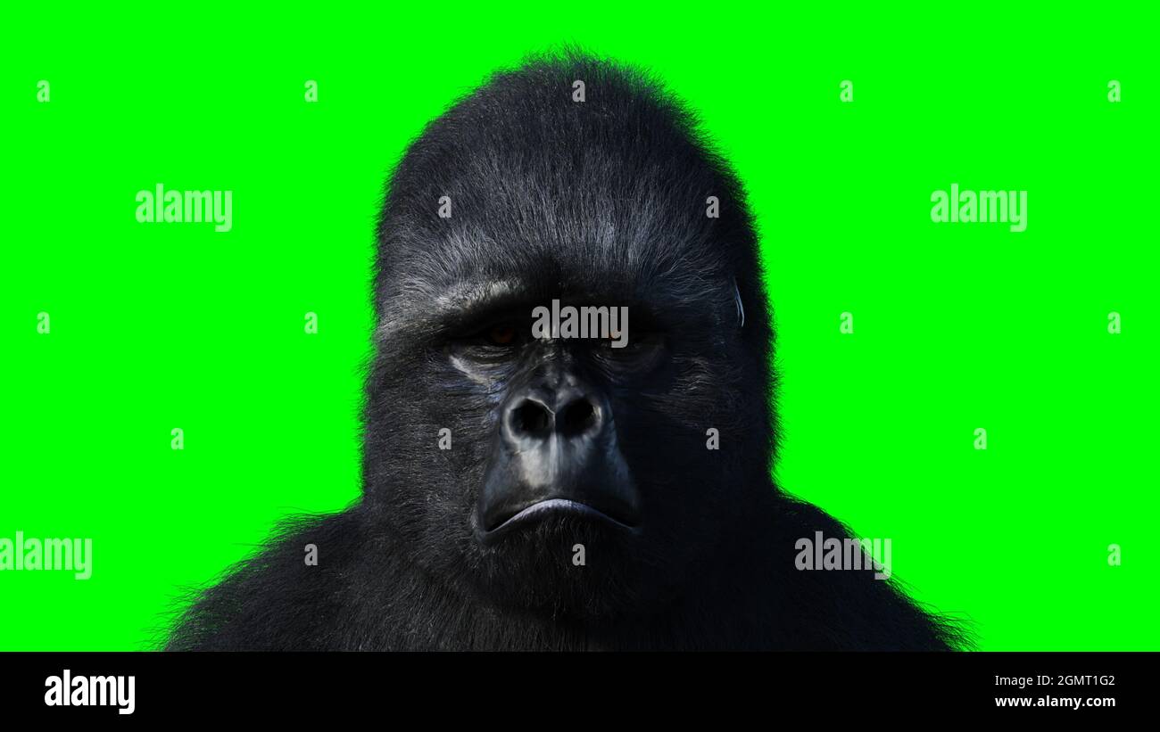 Sad gorilla. Realistic fur. Green screen. 3d rendering Stock Photo - Alamy
