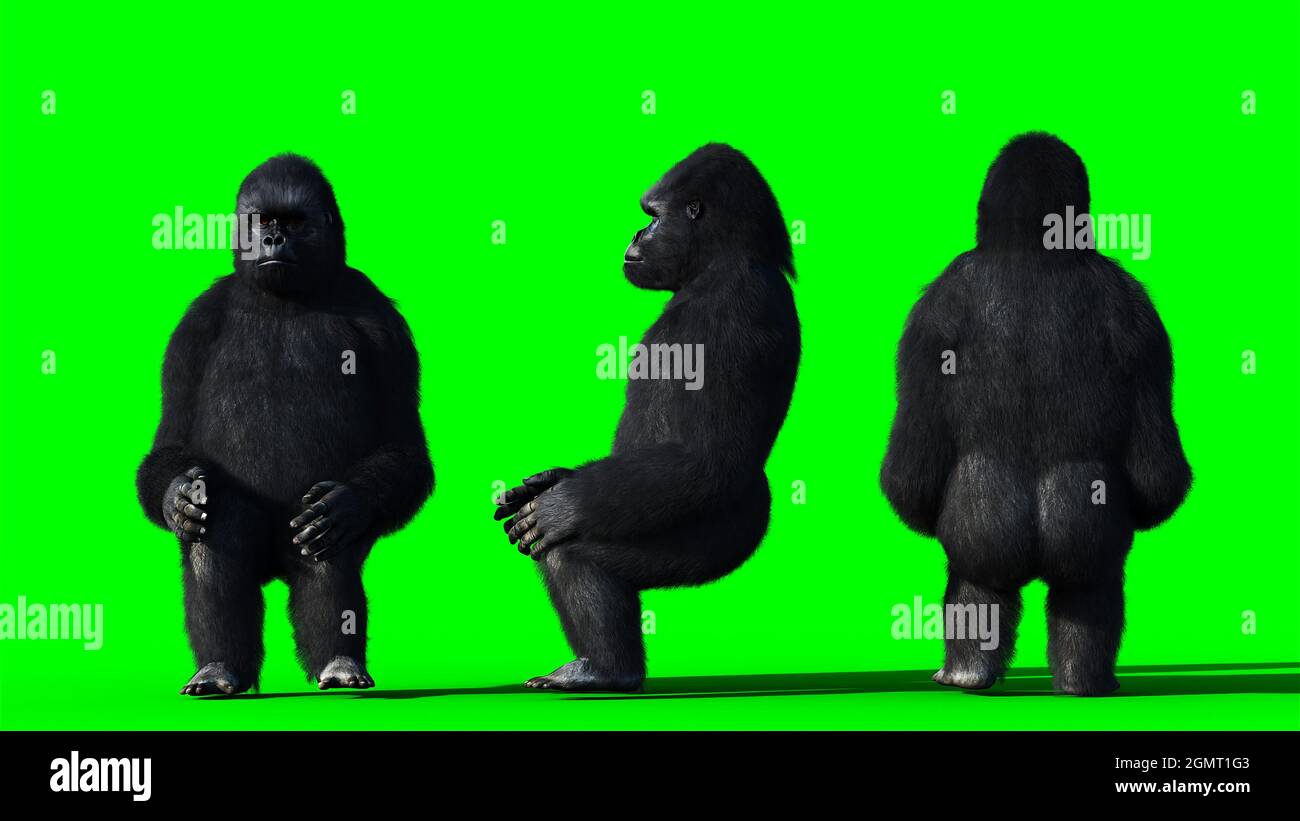 Funny gorilla. Realistic fur. Green screen. 3d rendering Stock Photo ...