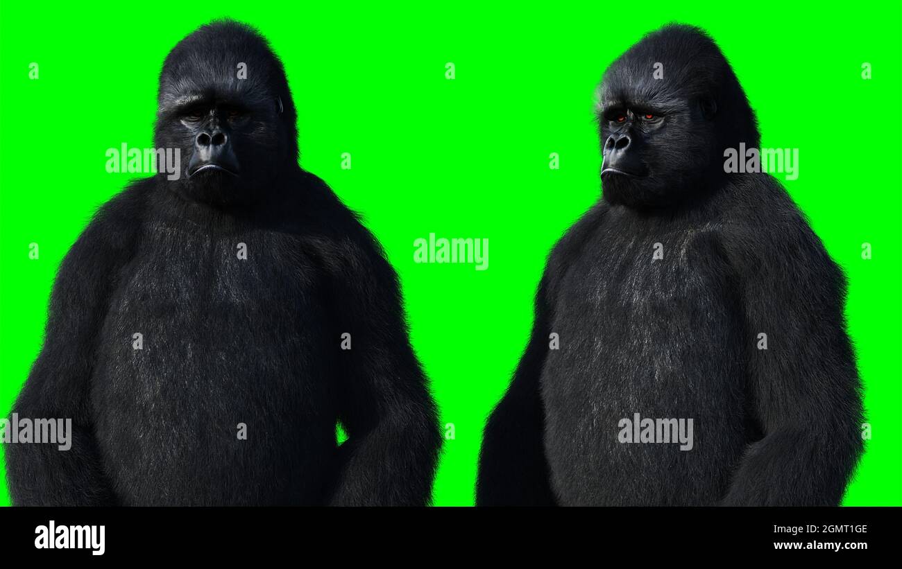 Sad gorilla. Realistic fur. Green screen. 3d rendering Stock Photo - Alamy
