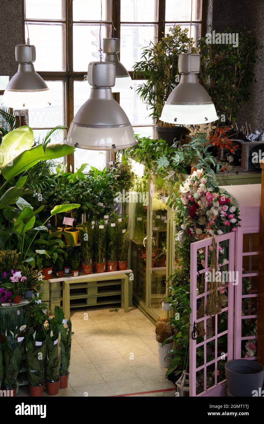 Interior of plants shop with different houseplants in pots ready for ...