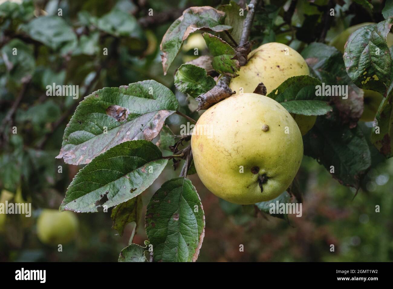Apples on old antonovka apple tree in autumn garden Stock Photo - Alamy
