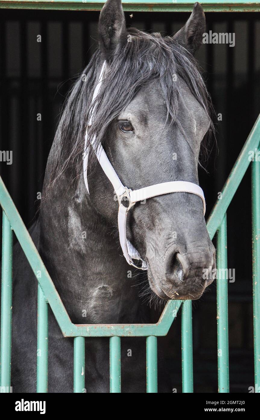 Beautiful black horse in the stable Stock Photo - Alamy