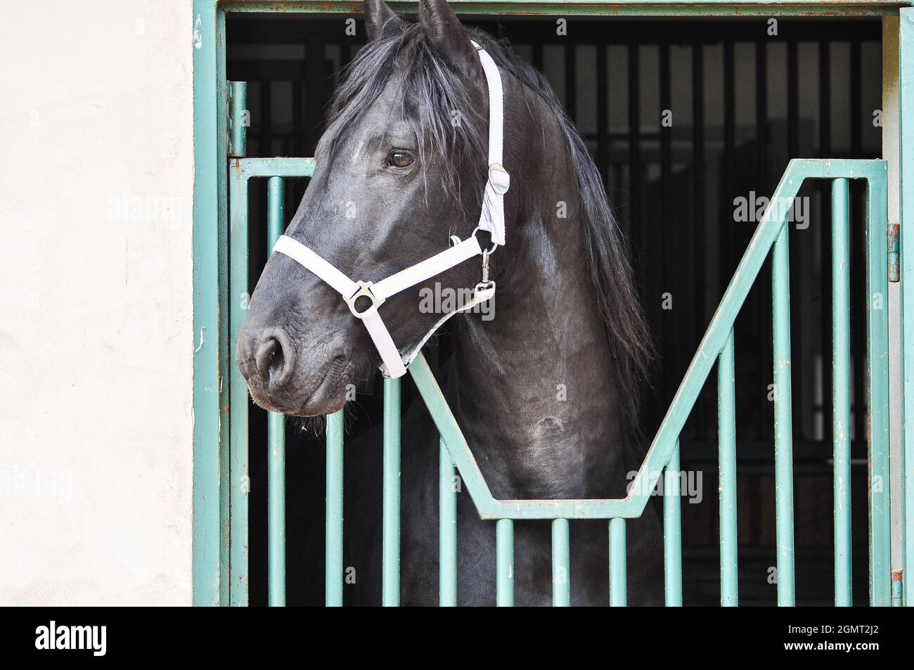 Beautiful black horse in the stable Stock Photo - Alamy