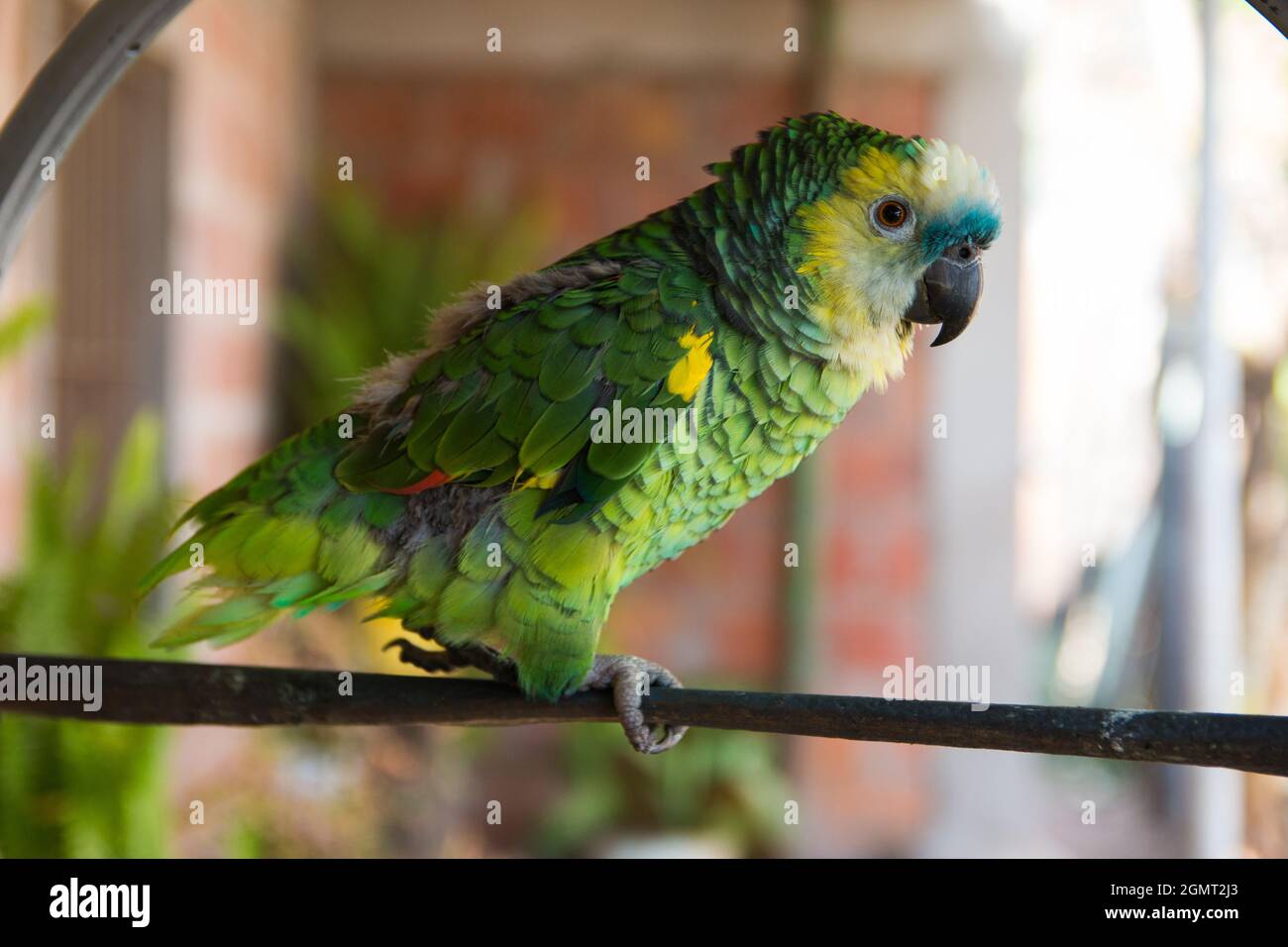Selective focus shot of beautiful turquoise-fronted parrot (amazona ...