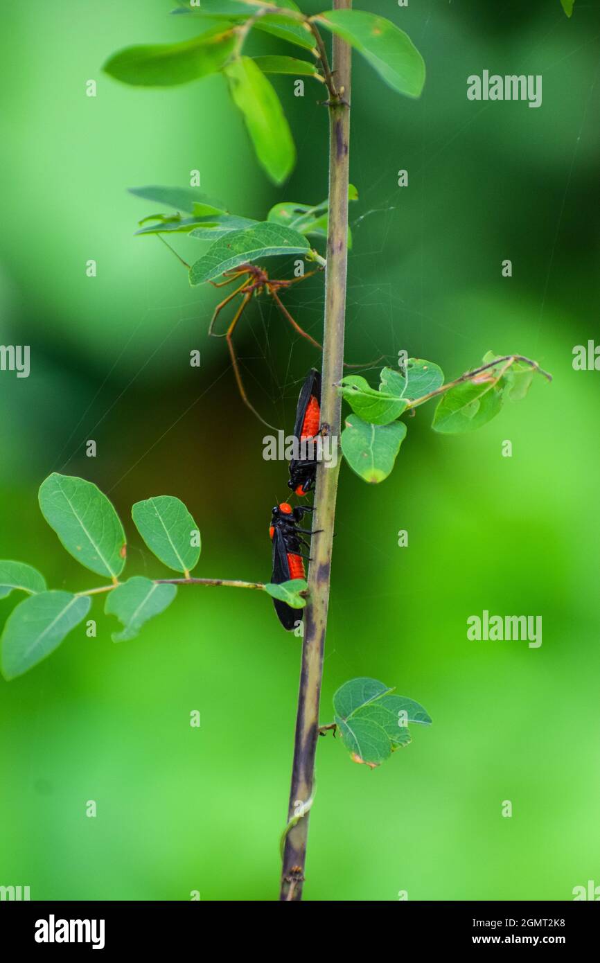 Pair of red and black beetles on a young tree with a giant spider ...
