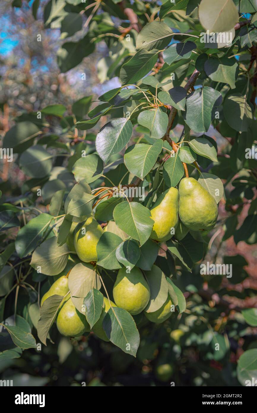 Selected fruit trees hi-res stock photography and images - Alamy