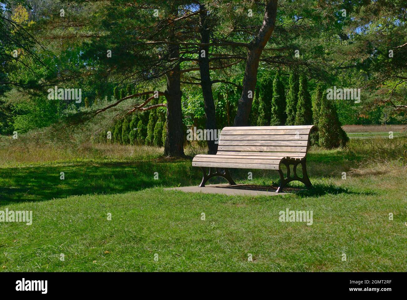 A bench in a beautiful park with a background of tanks of long trees ...