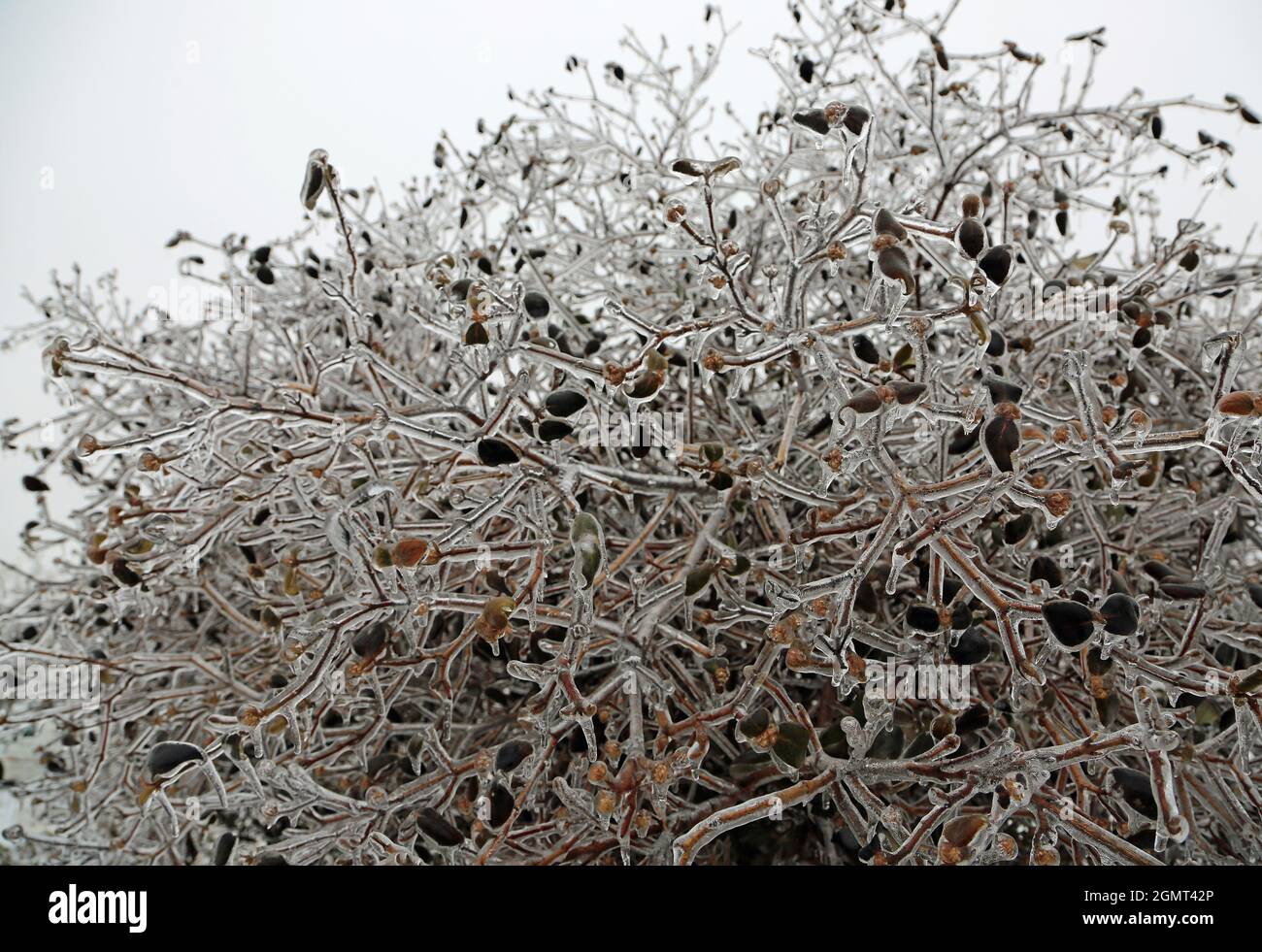 Rain bush hi-res stock photography and images - Alamy