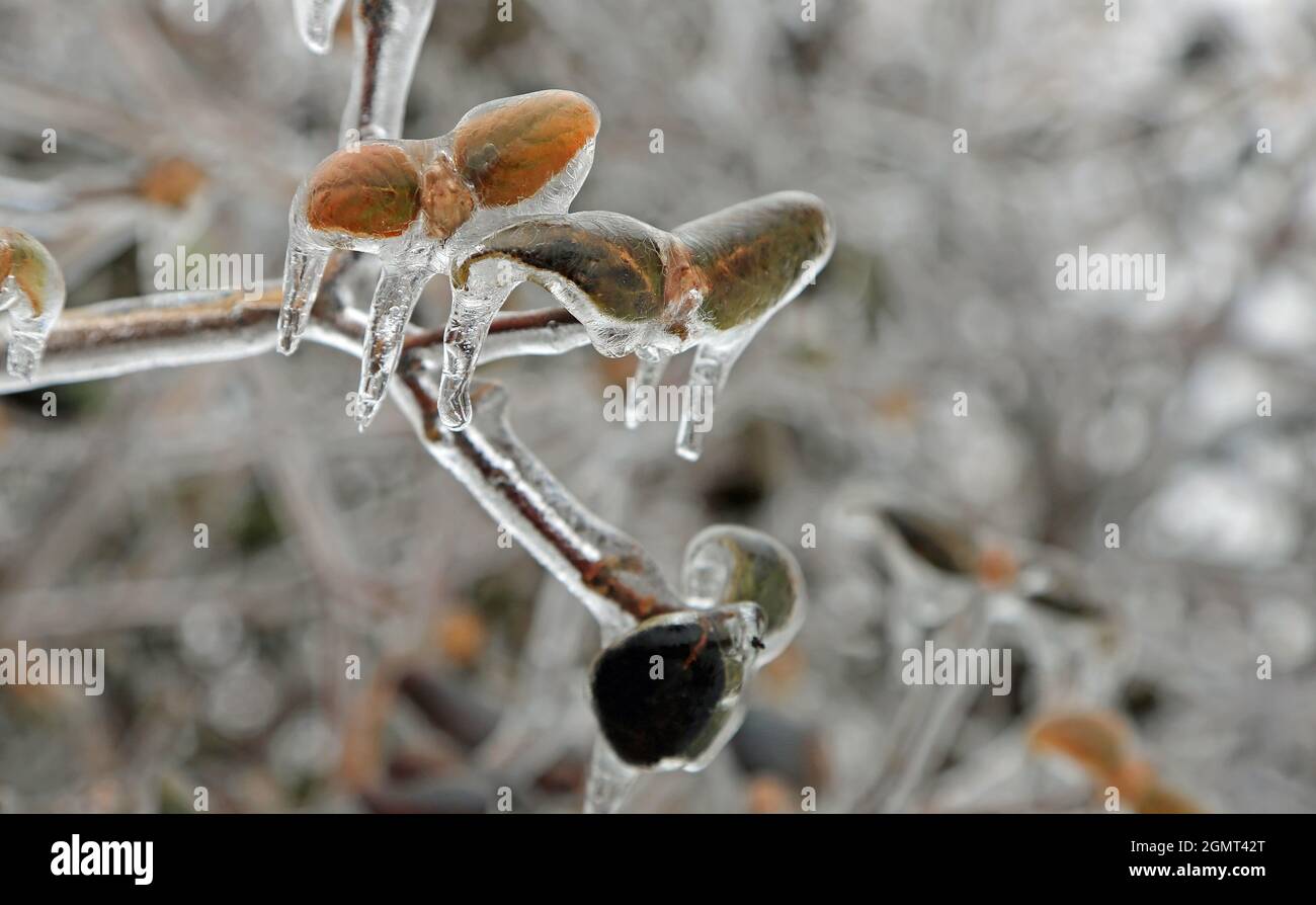 Freezing rain leaves hi-res stock photography and images - Alamy