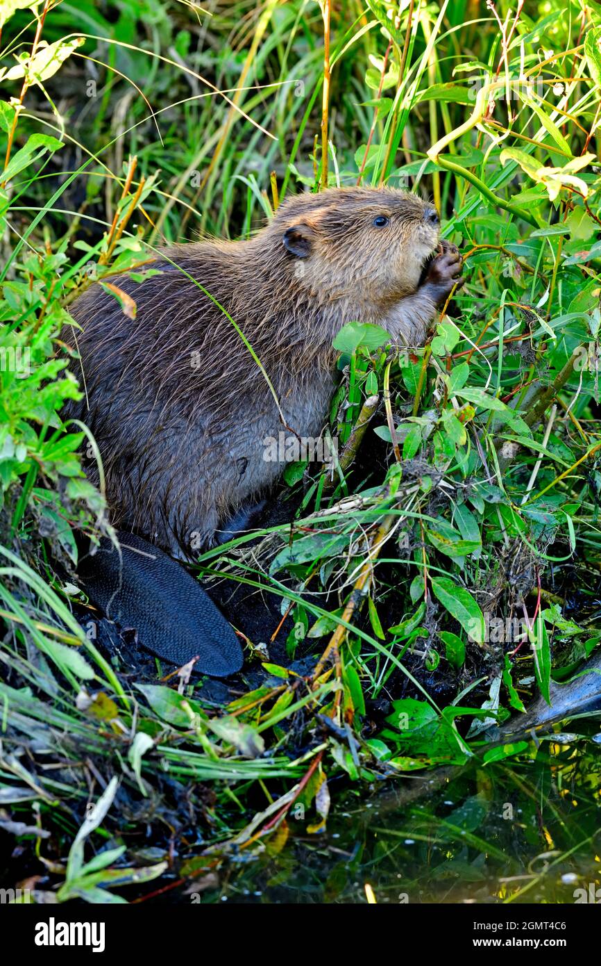 A vertical image of a baby beaver "Castor canadensis", feeding on some ...