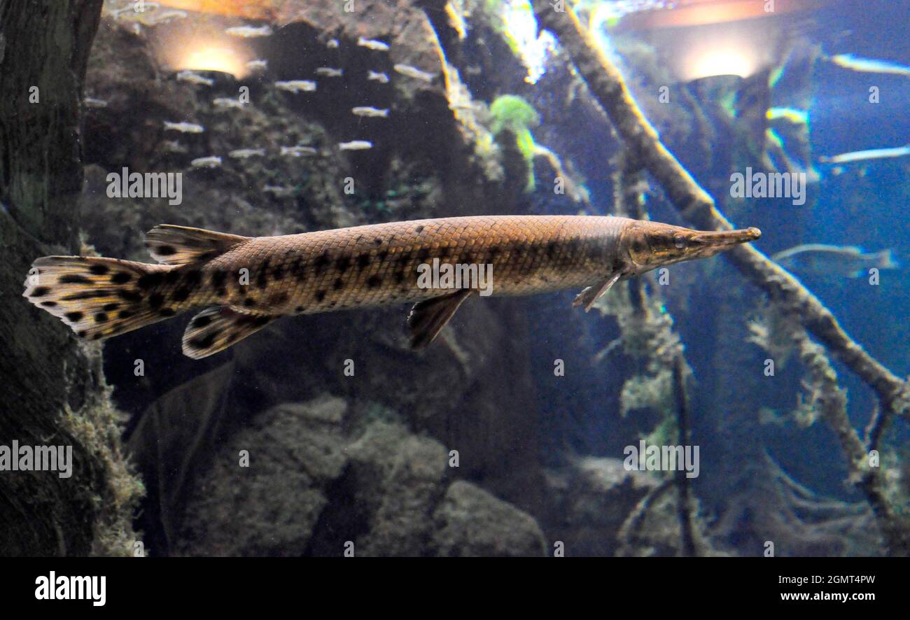 A gar fish in an aquarium Stock Photo - Alamy