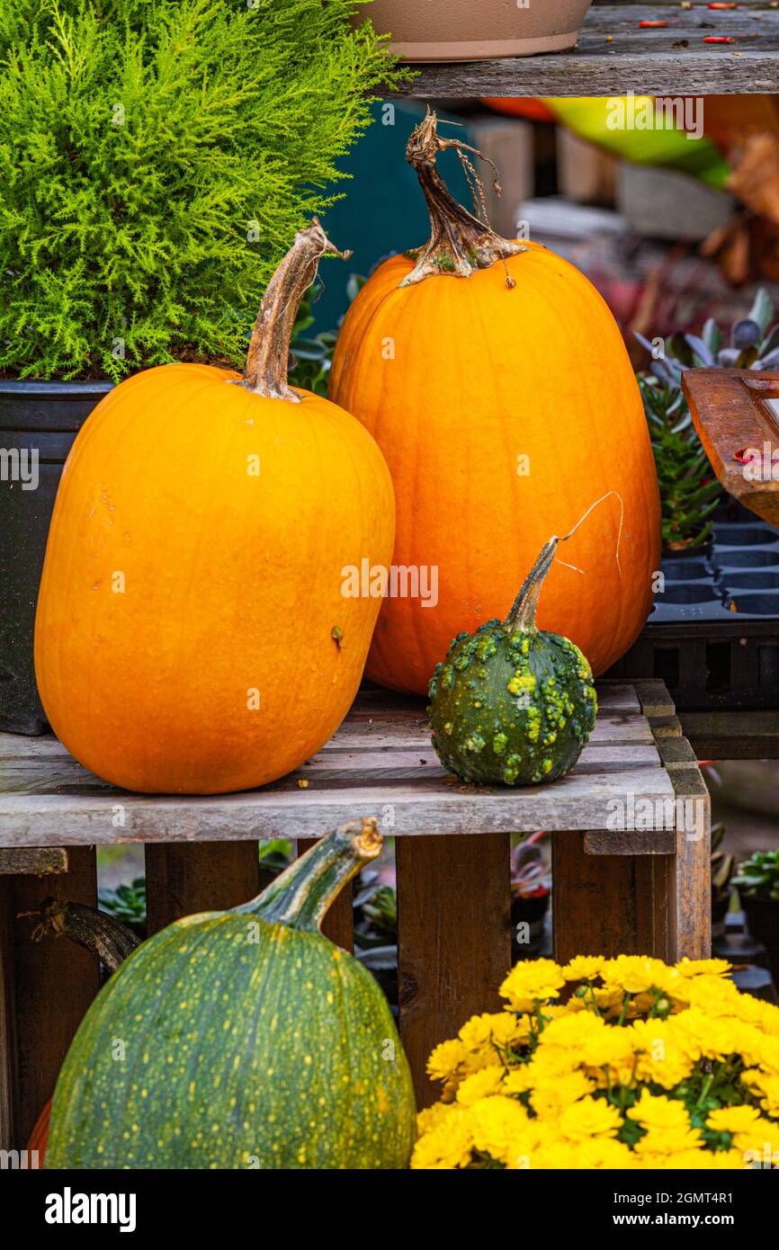 Pumkins and assorted gourds for sale at a garden centre in Steveston ...