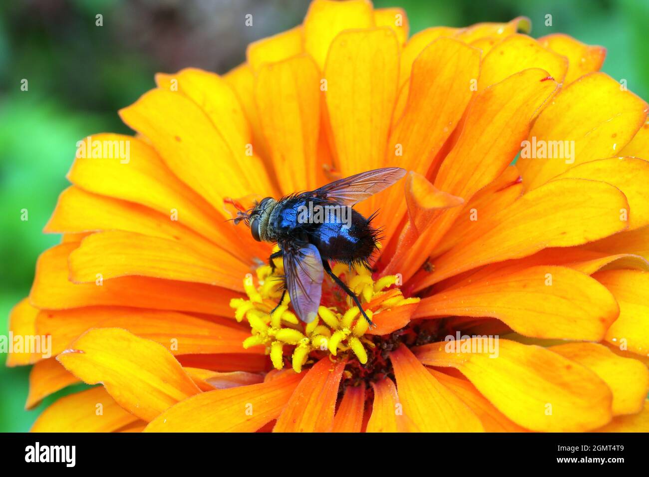 Very large fly hi-res stock photography and images - Alamy