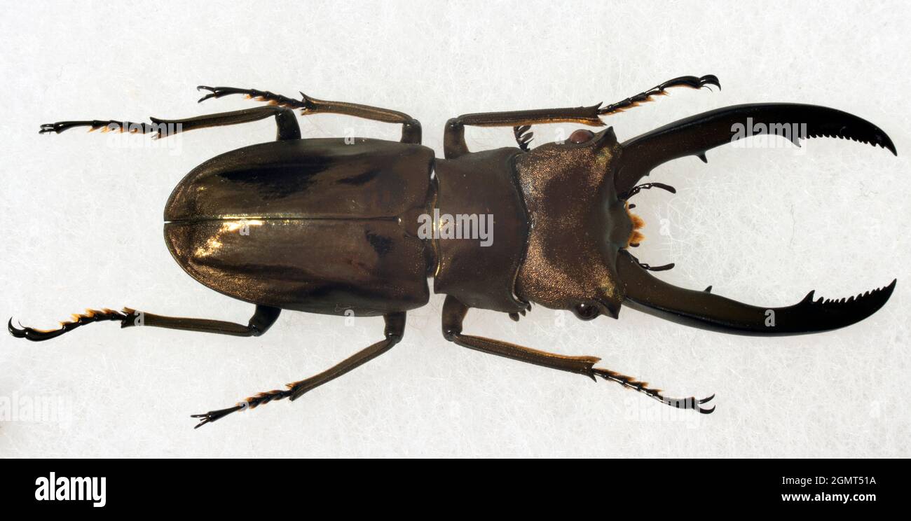 Golden Stag Beetle Size