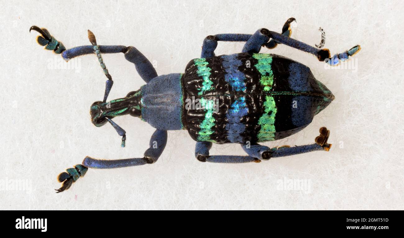 Magnificent snout beetle hi-res stock photography and images - Alamy