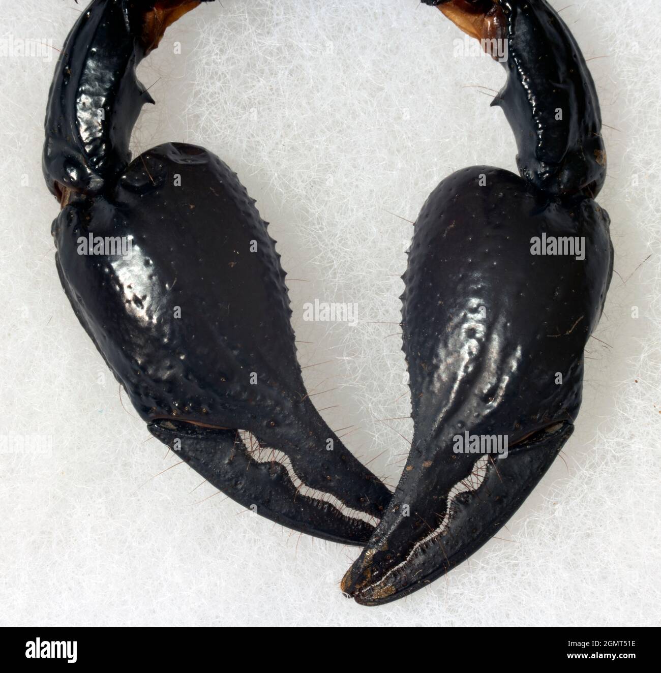 macro claws of Giant Black Scorpion Heterometrus laoticus Stock Photo ...