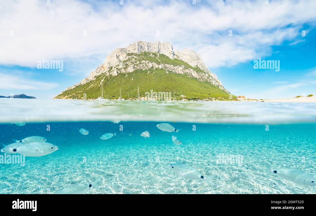 Split shot, over-under photo. Stunning view of some fish swimming under ...