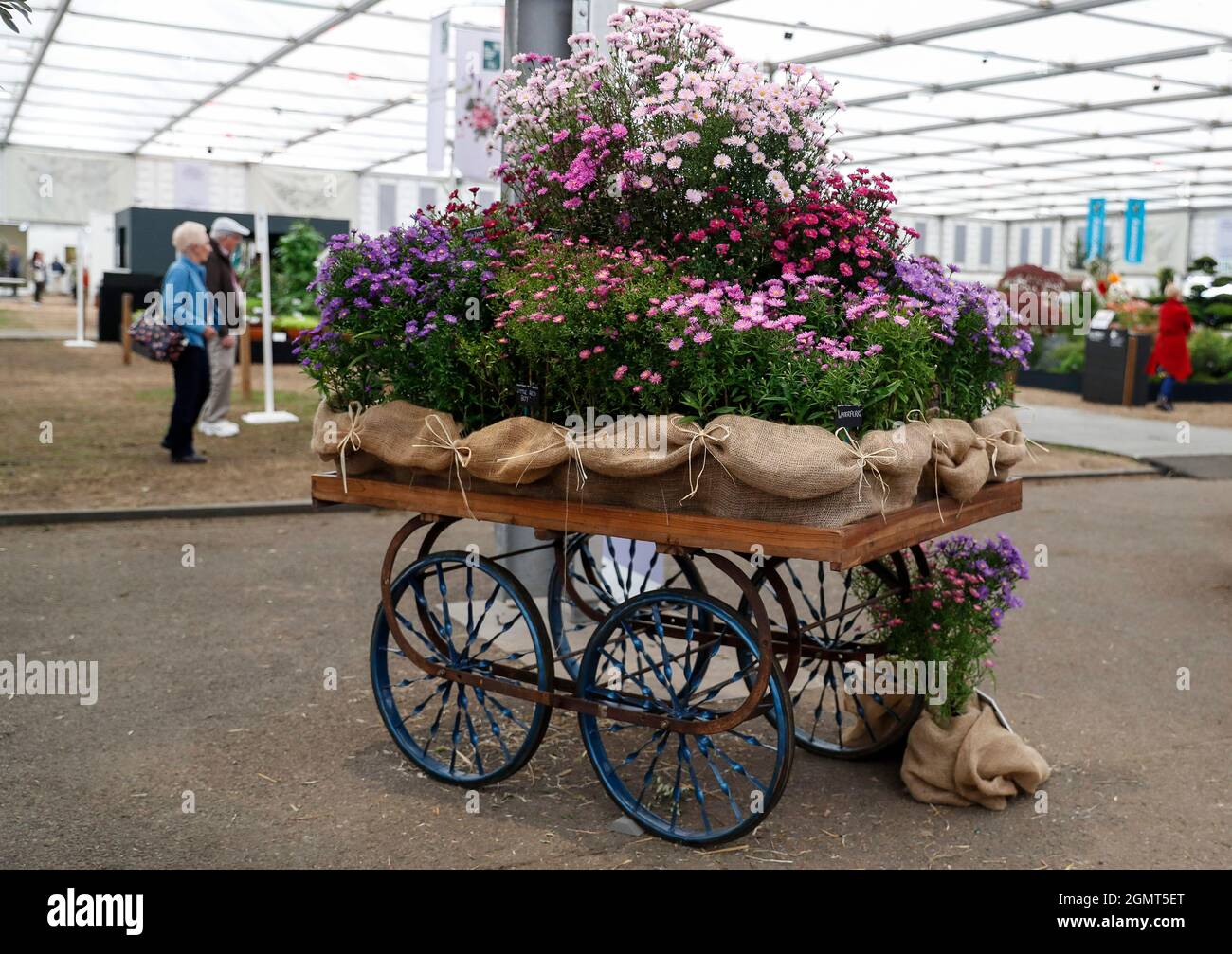 London, Britain. 20th Sep, 2021. Flowers are on display at the RHS ...