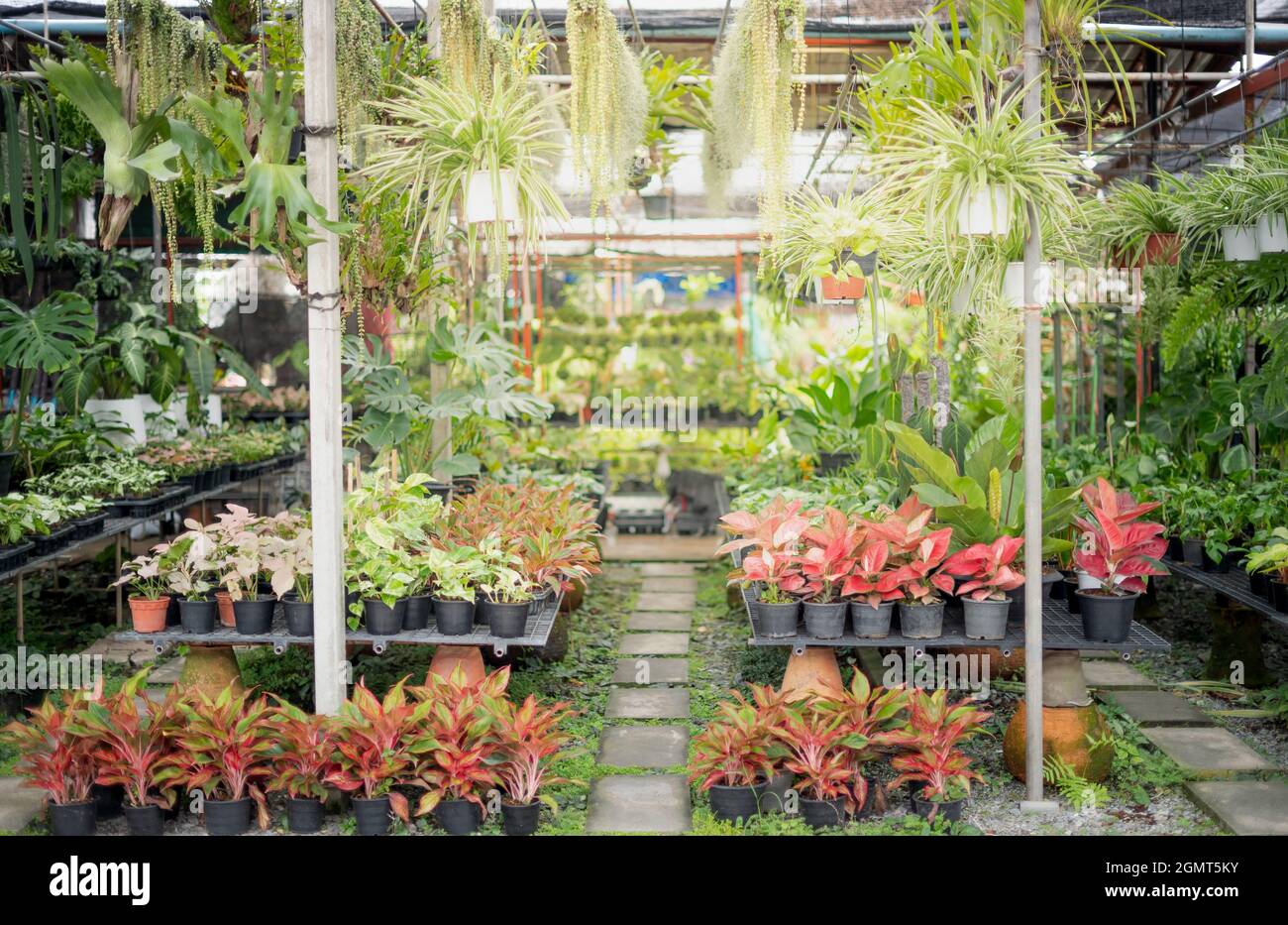 Different ornamental plants on the local farm to grow seedlings of ...