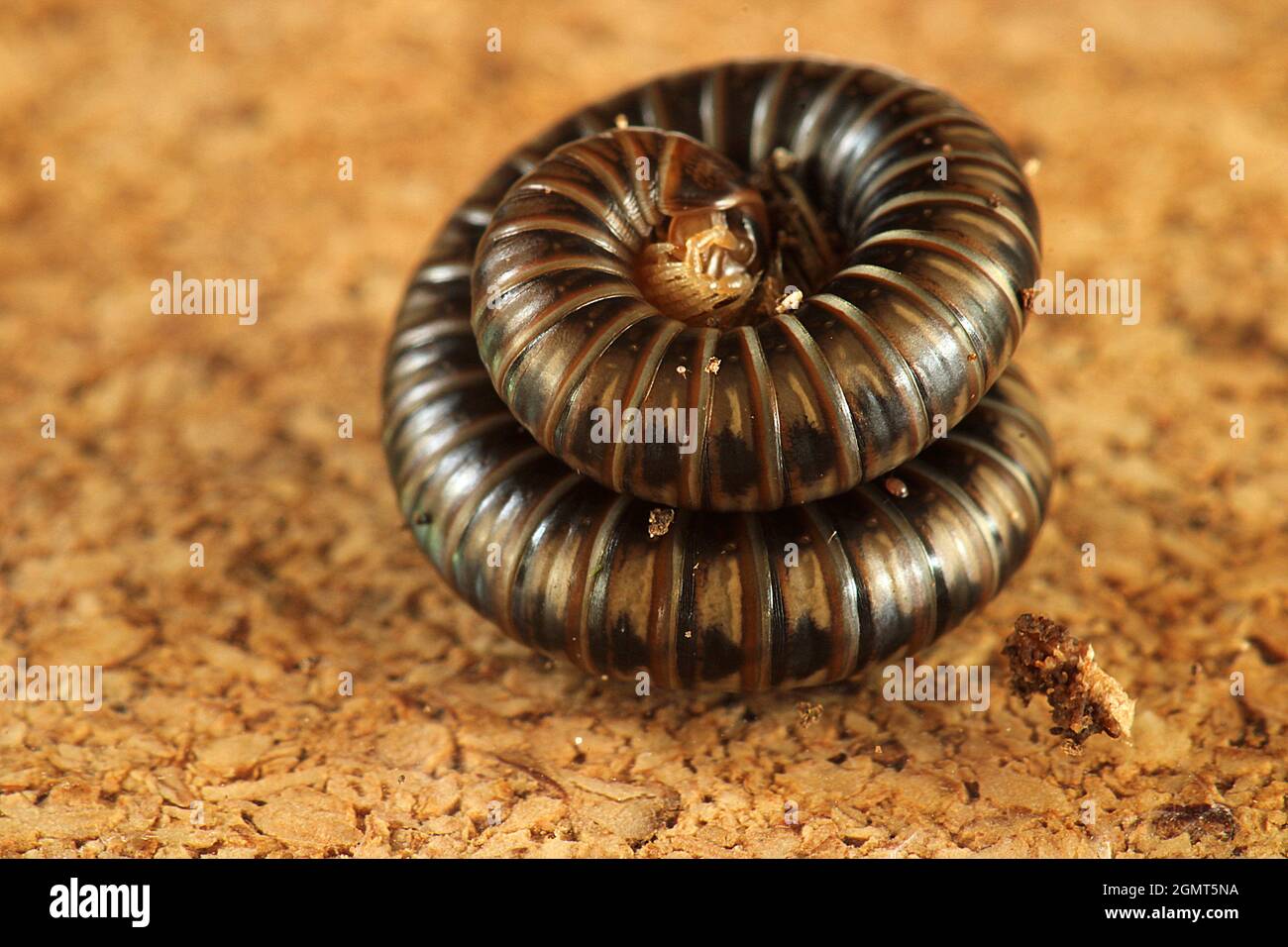 Black diplopoda arthropod hi-res stock photography and images - Alamy