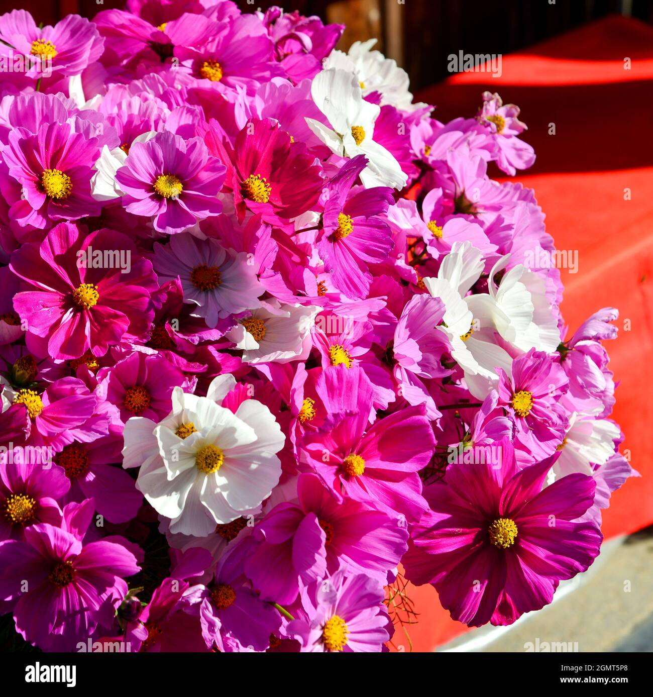 Cosmos flowers under sun light at the shop in Kyoto, Japan Stock Photo ...
