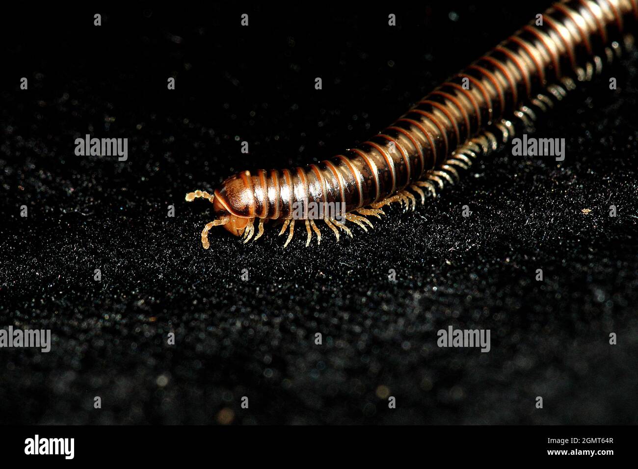 Diplopoda millipede hi-res stock photography and images - Alamy