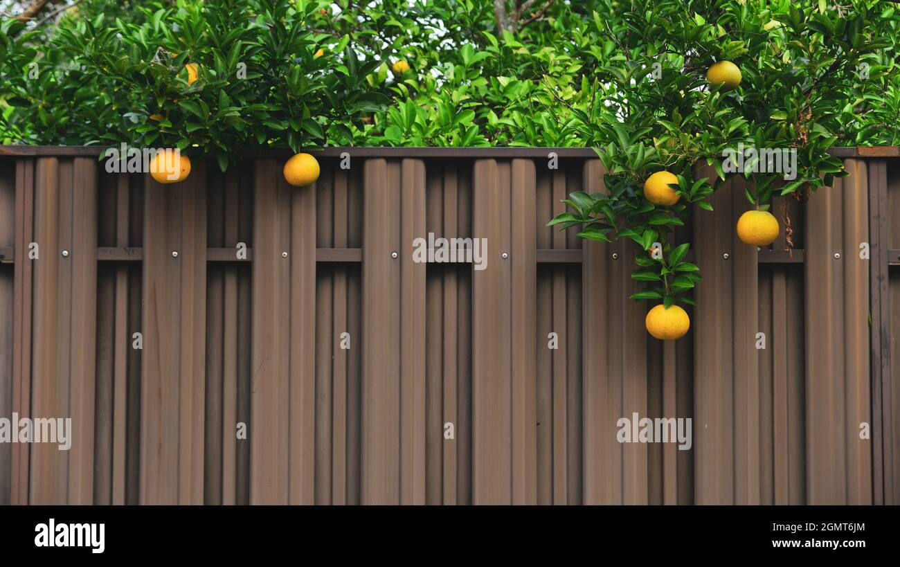 The fence is decorated with branches of a fruit-laden orange tree Stock ...