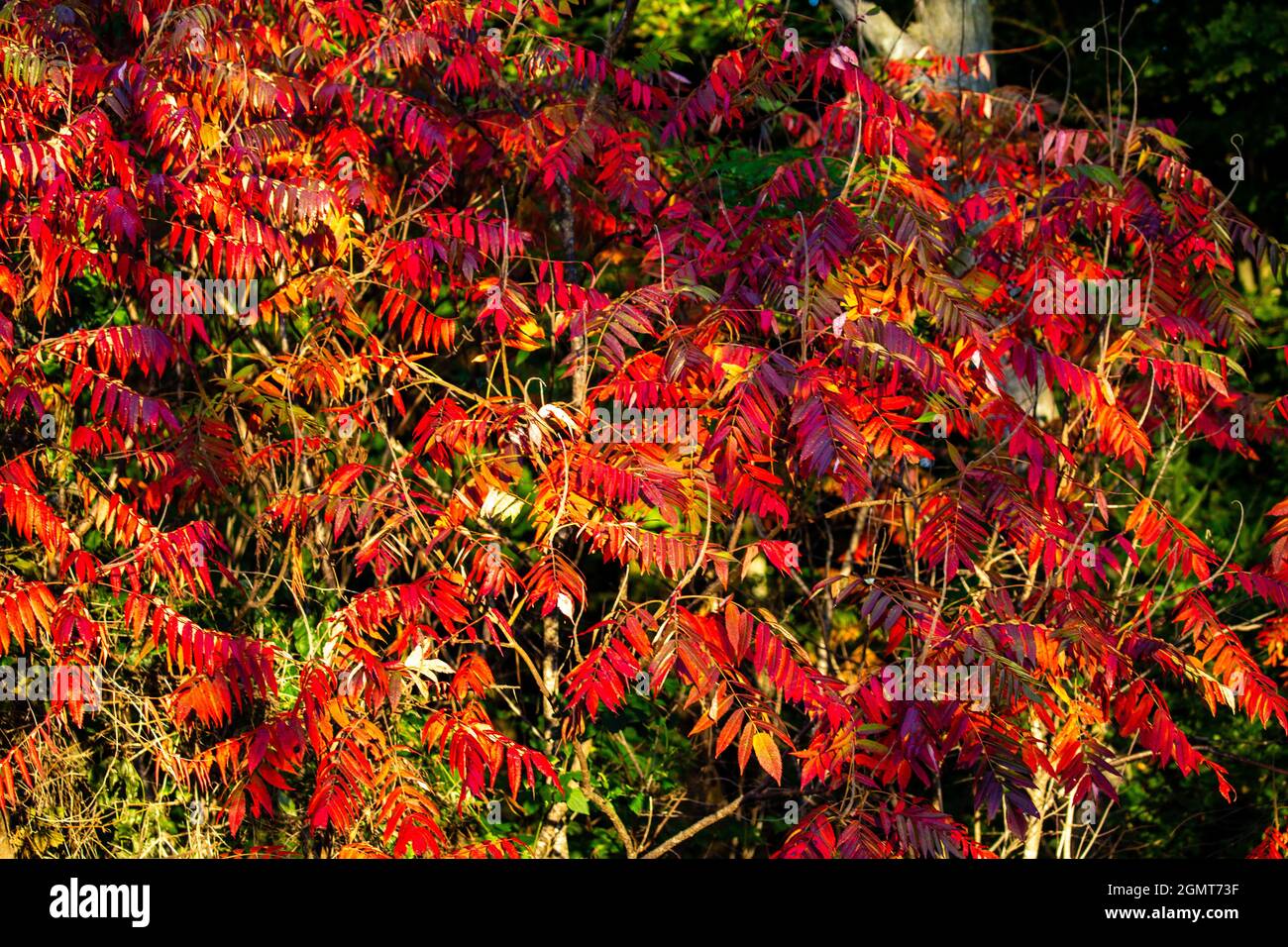 Sumac Tree High Resolution Stock Photography and Images - Alamy