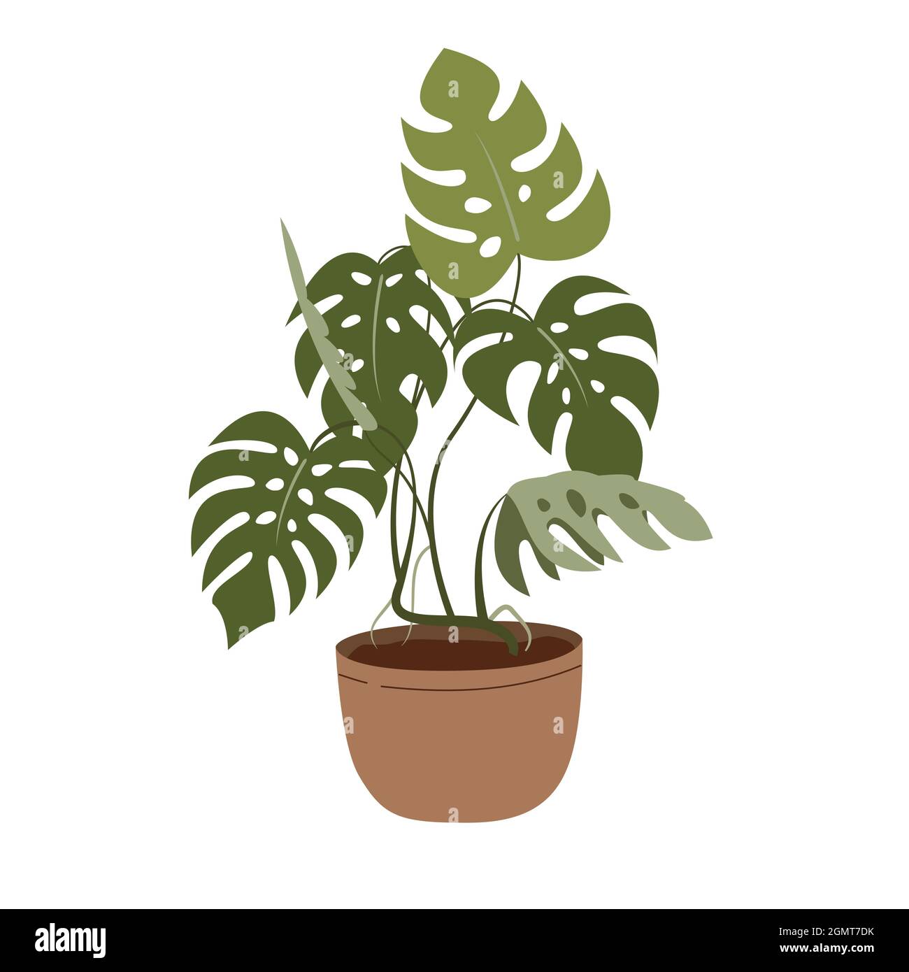 Monstera in a flower pot isolated on white Stock Vector Image & Art - Alamy