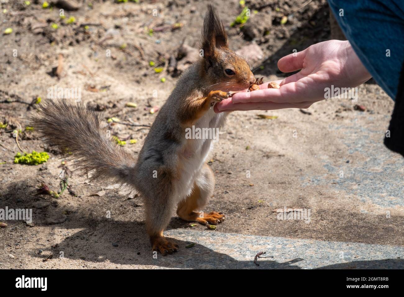 Squirrel in the spring or autumn eating nuts from a man's hand ...