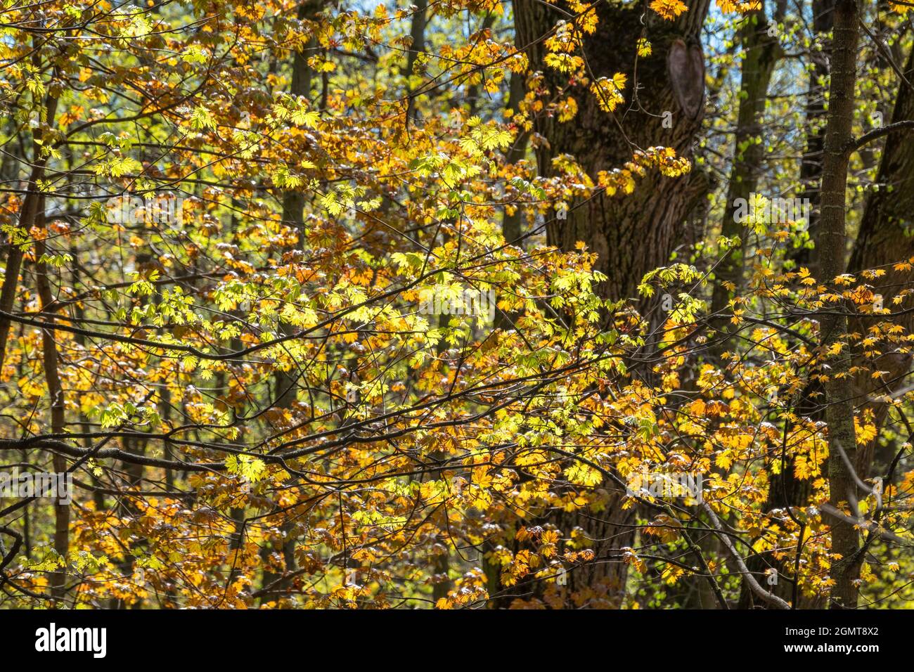 Spring branches of maple tree with fresh green leaves. Spring ...