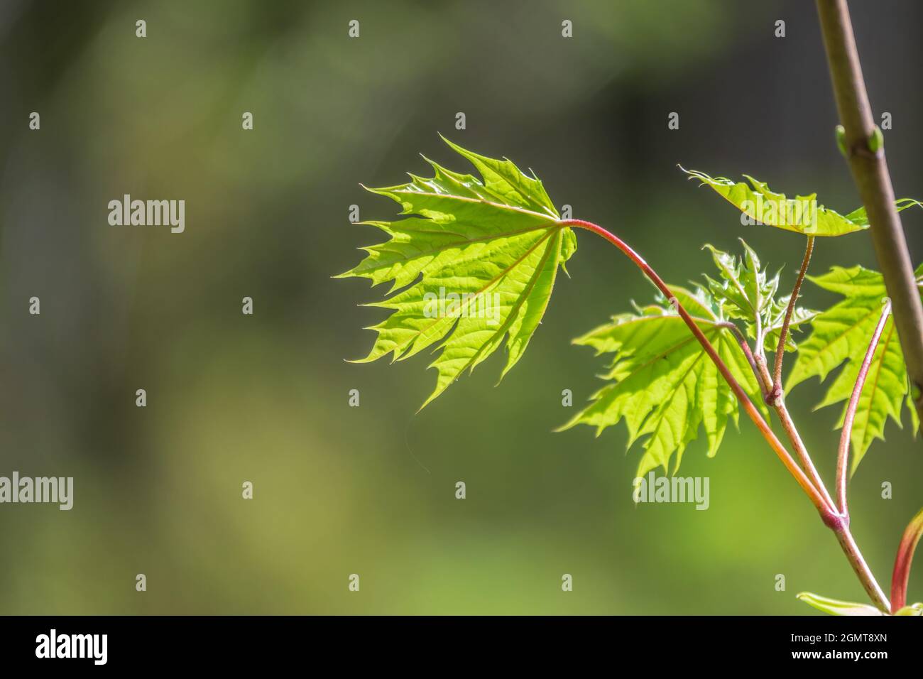 Spring branches of maple tree with fresh green leaves. Spring ...