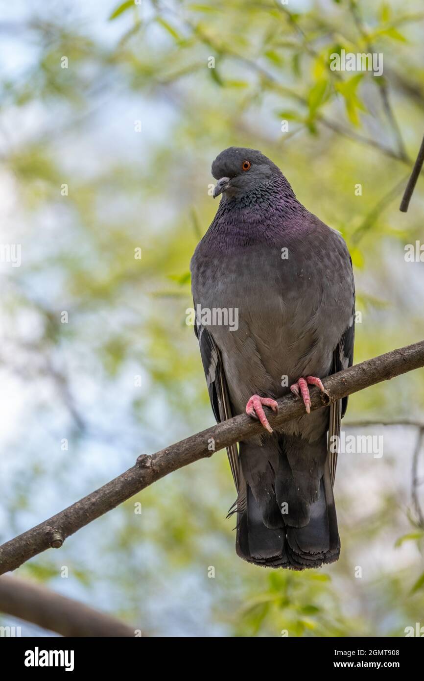 The fat pigeon is importantly sitting on a branch. Domestic pigeon bird ...