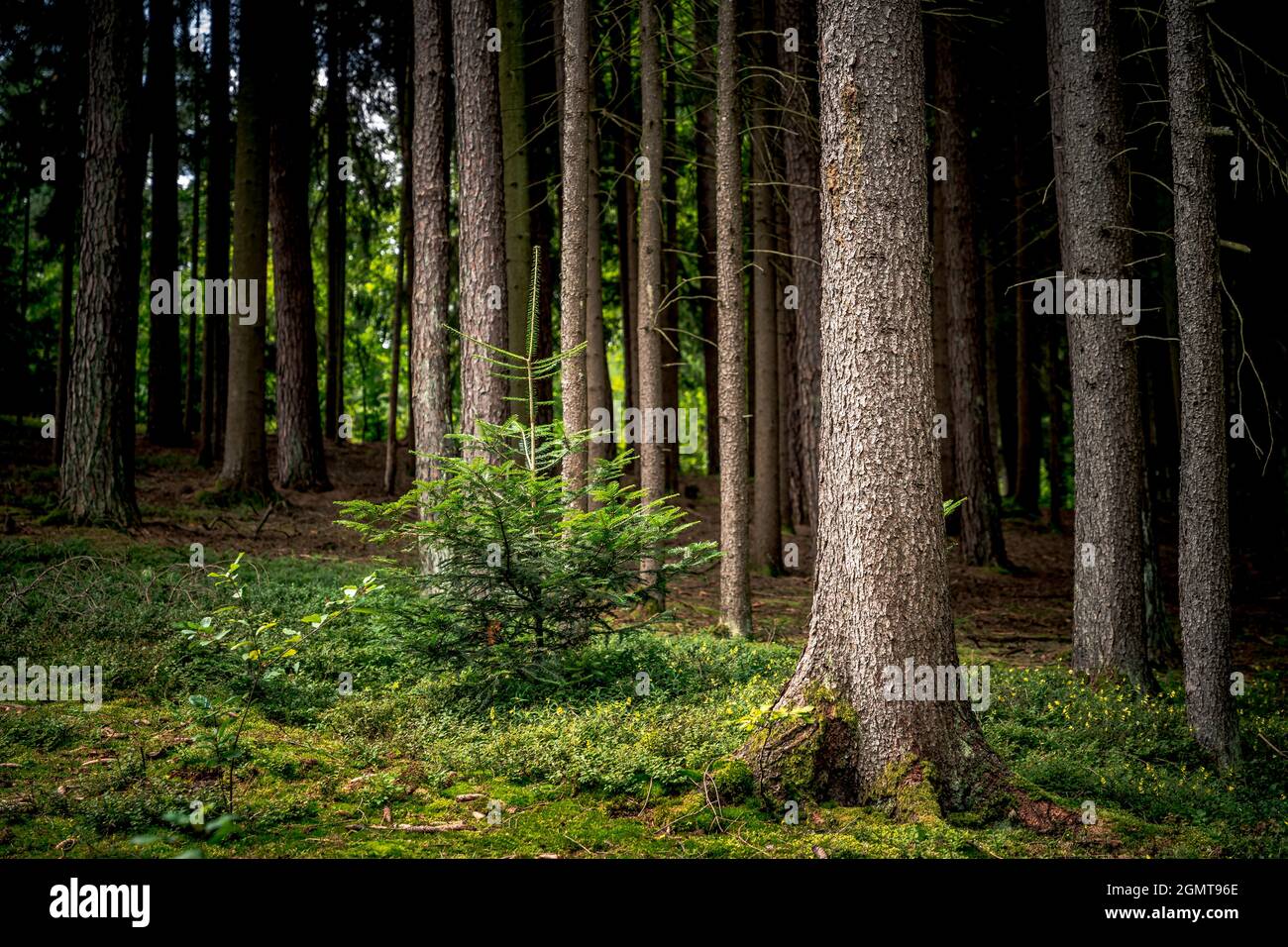 Tall trees and plants in the Bavarian Forest Stock Photo - Alamy