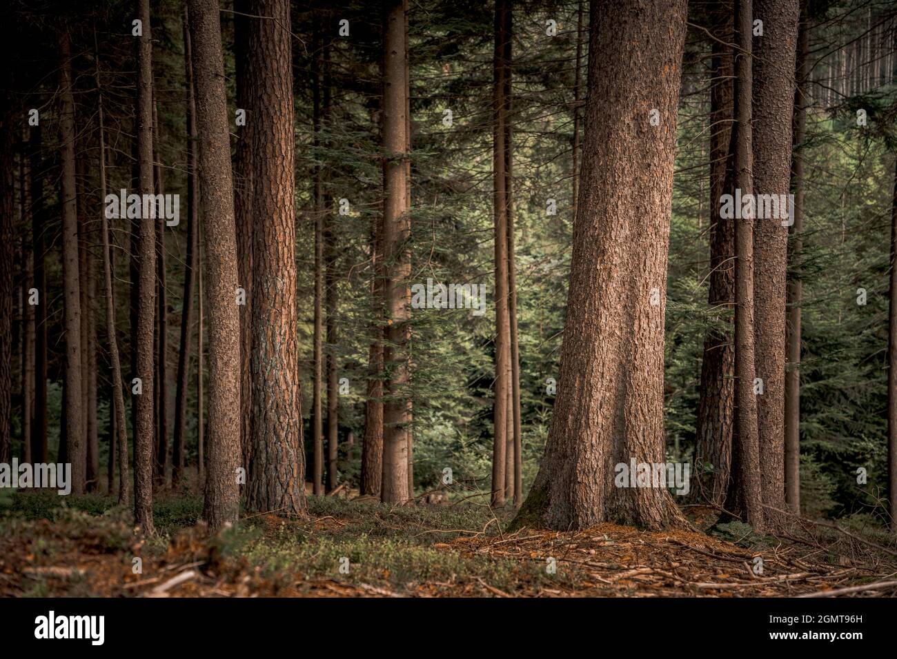 Tall trees and plants in the Bavarian Forest Stock Photo - Alamy