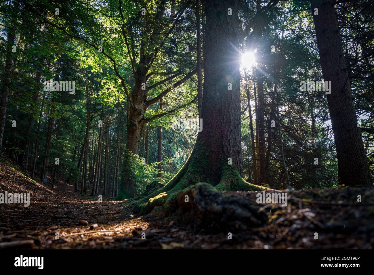 Sunrays through pines hi-res stock photography and images - Alamy