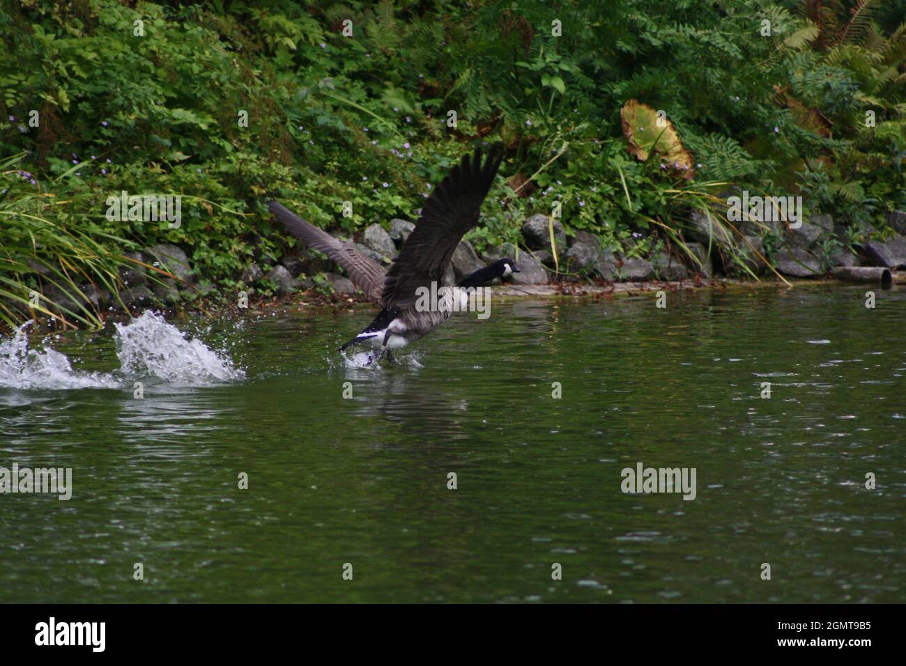 Branta Canadensis (Canadian goose) running on water Stock Photo - Alamy