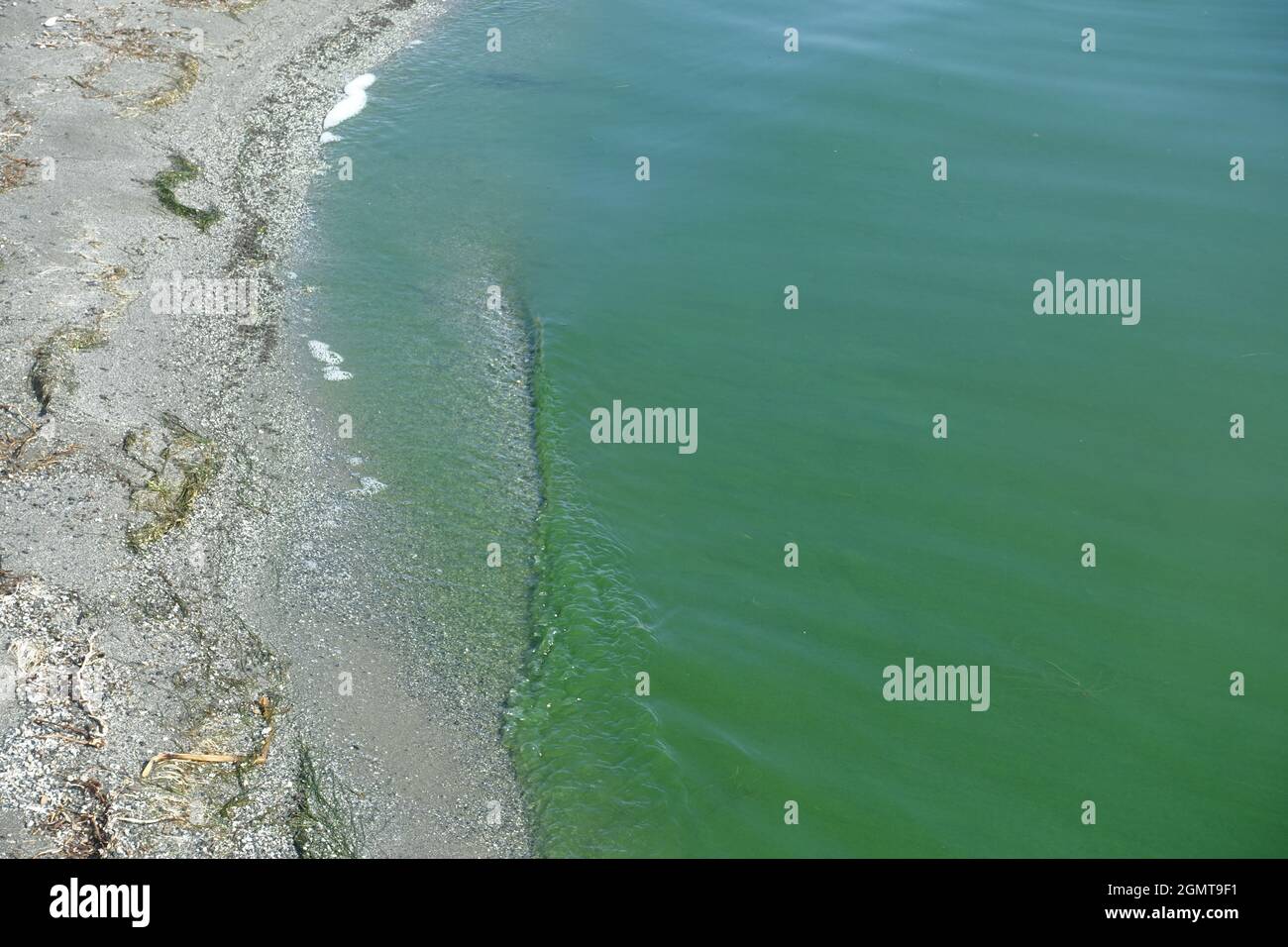 Algae dead zone hi-res stock photography and images - Alamy