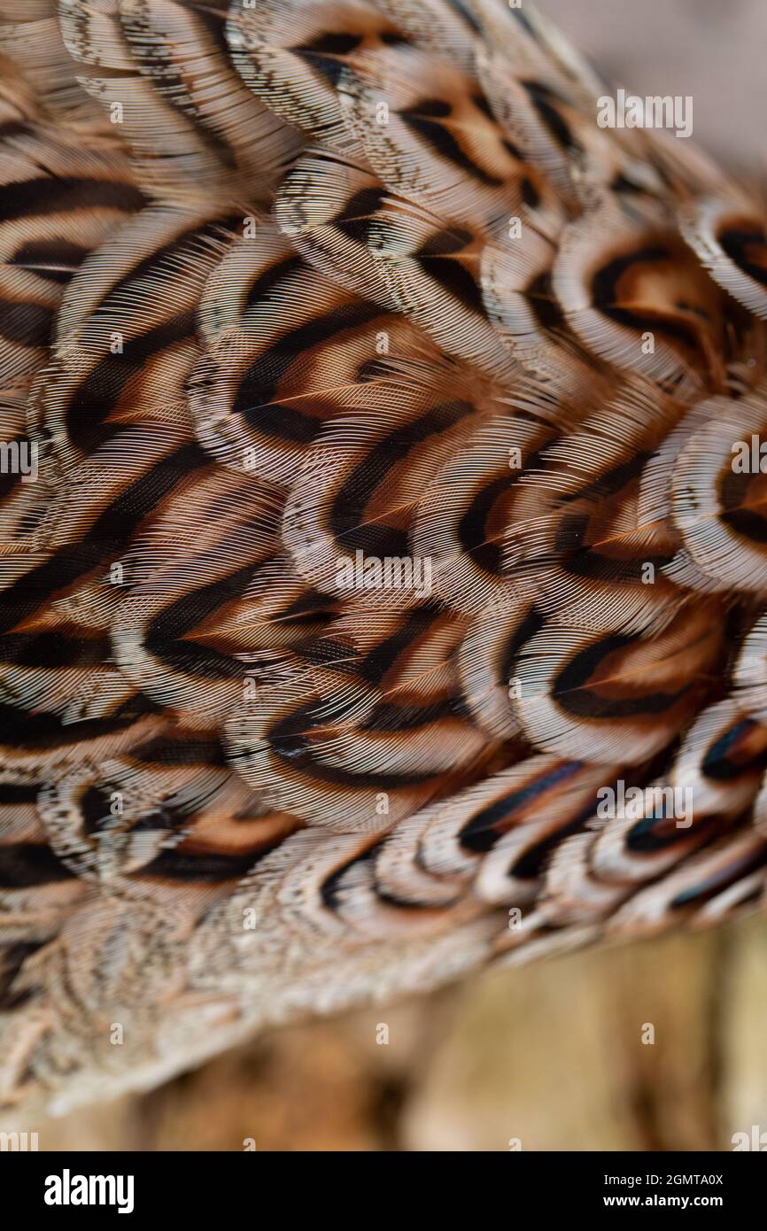 Pheasant (Phasianus colchis). Plumage. Overlapping hackle, contour ...