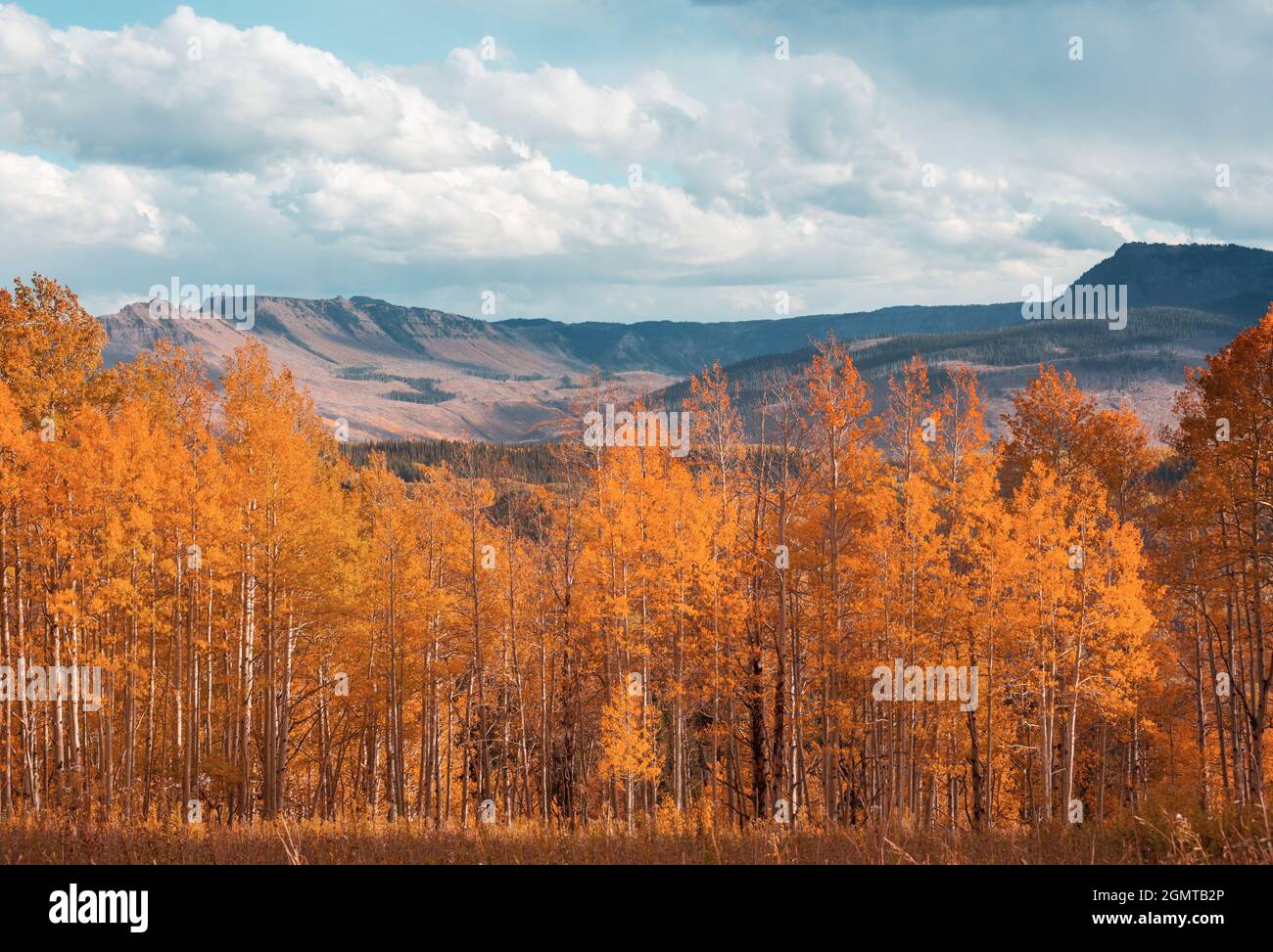 Colorful yellow autumn in Colorado, United States. Fall season Stock ...