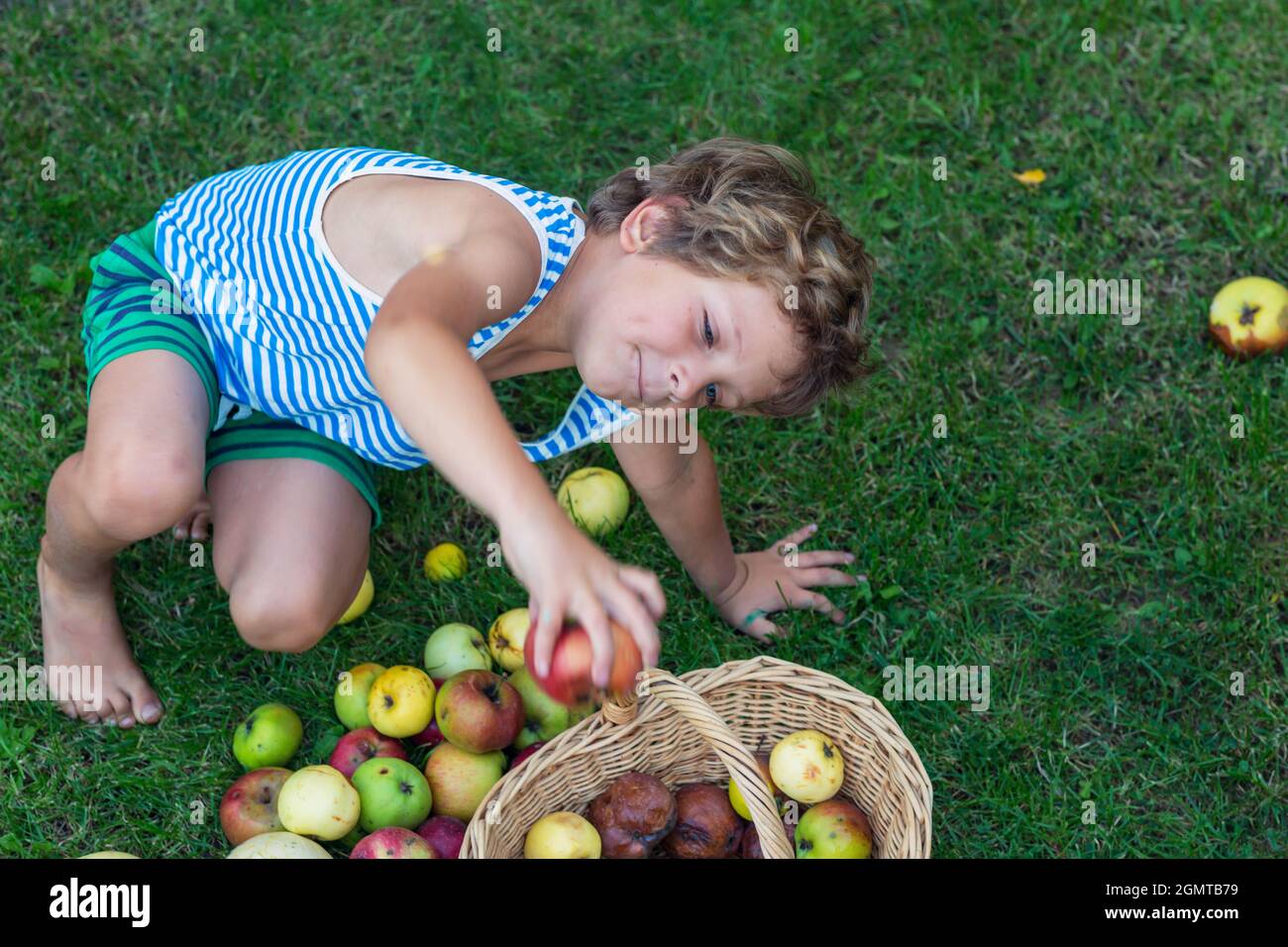 the little boy is harvesting the fall harvest in the garden Stock Photo ...