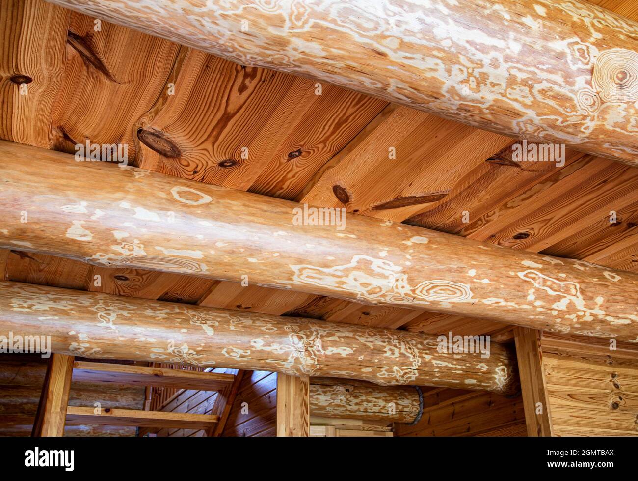 Log joinery, ceiling in an ecological country house. Wooden building ...
