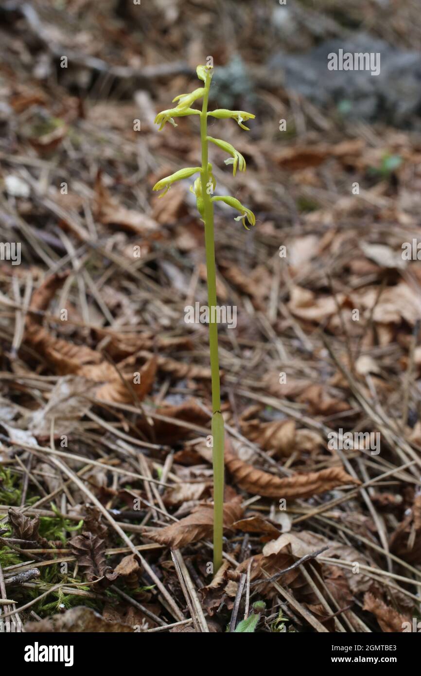 Corallorhiza orchidaceae hi-res stock photography and images - Alamy