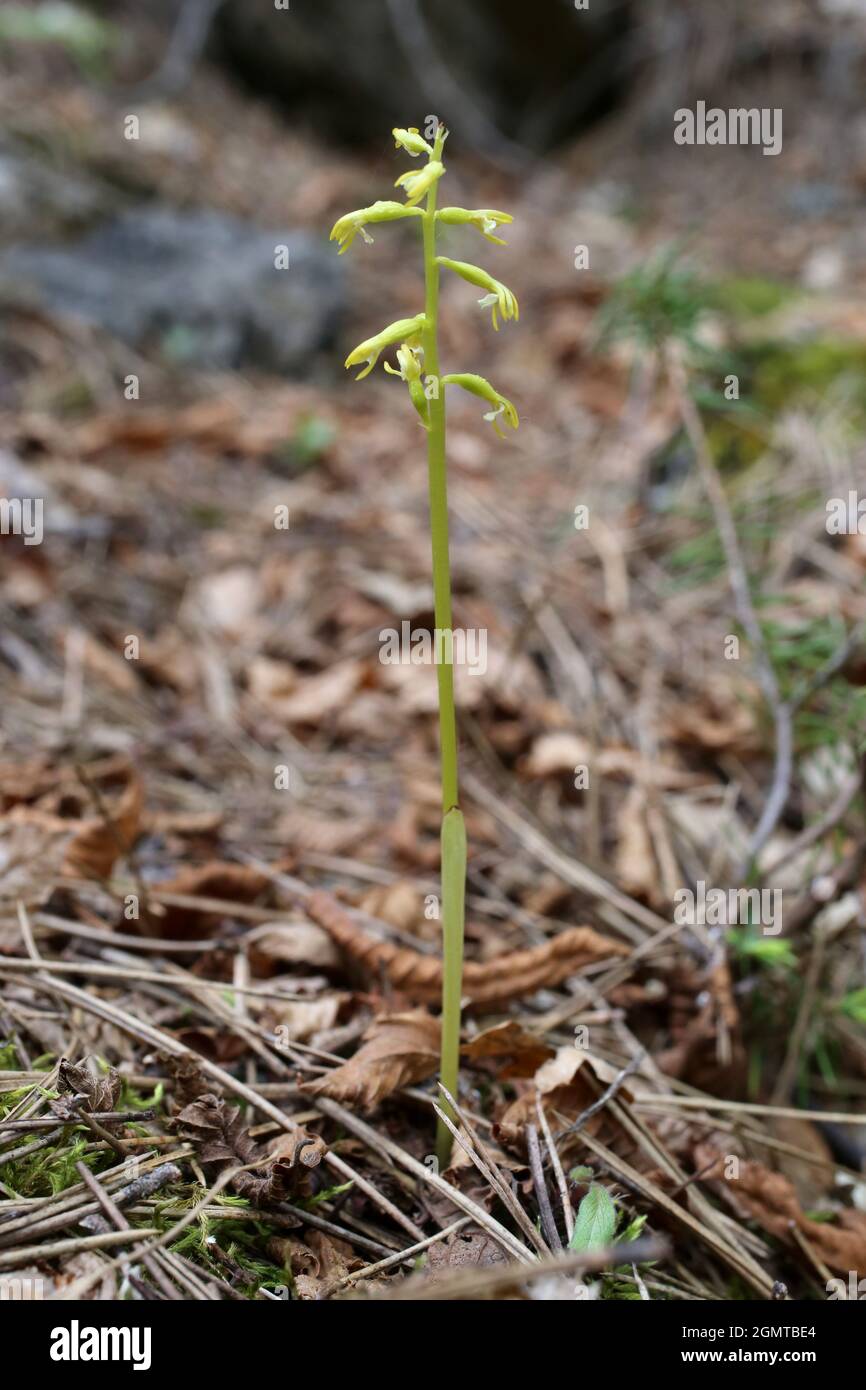 Corallorhiza trifida, Coralroot Orchid, Orchidaceae. Wild plant shot in ...