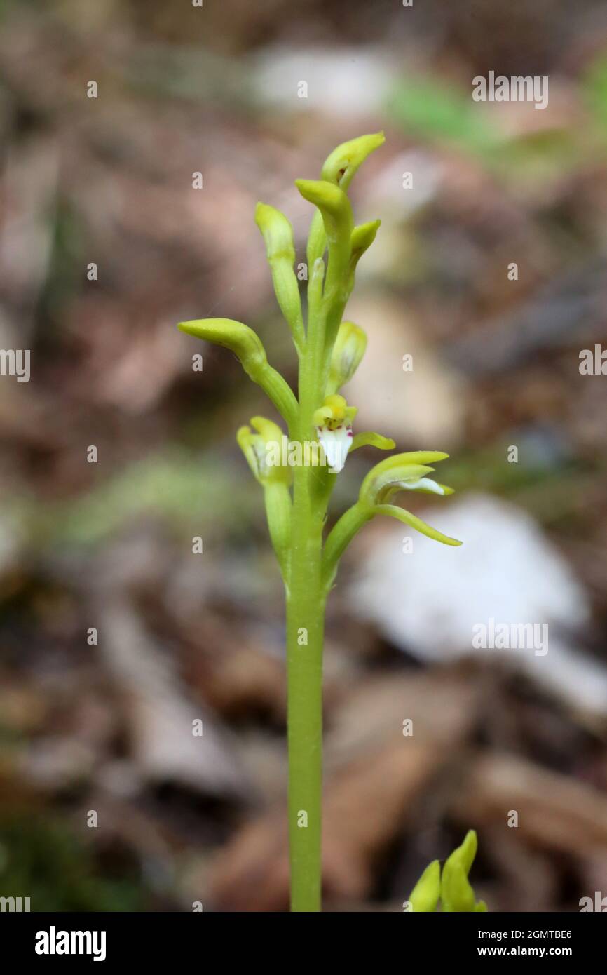 Corallorhiza orchidaceae hi-res stock photography and images - Alamy