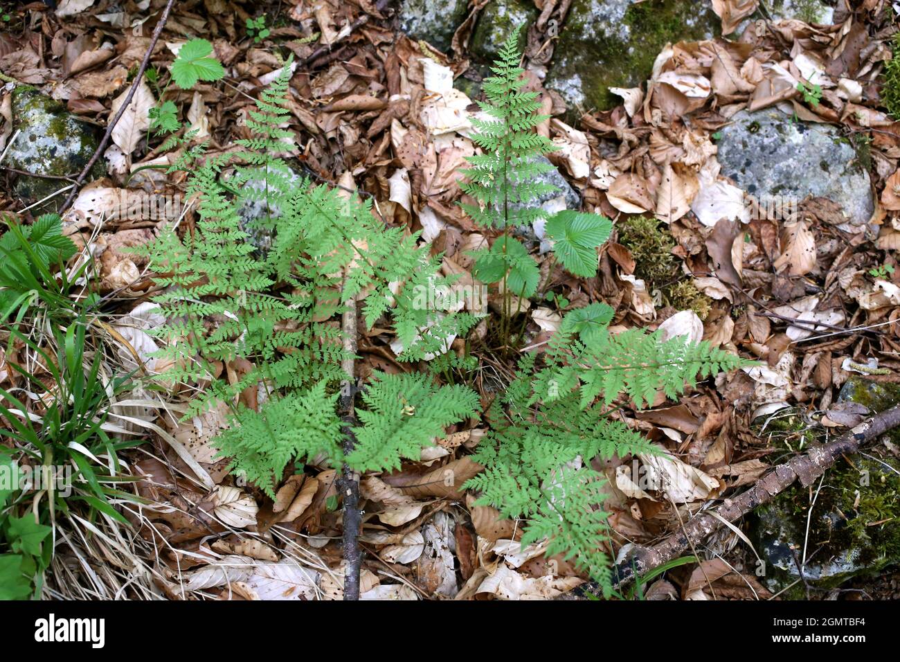 Cystopteridaceae hi-res stock photography and images - Alamy