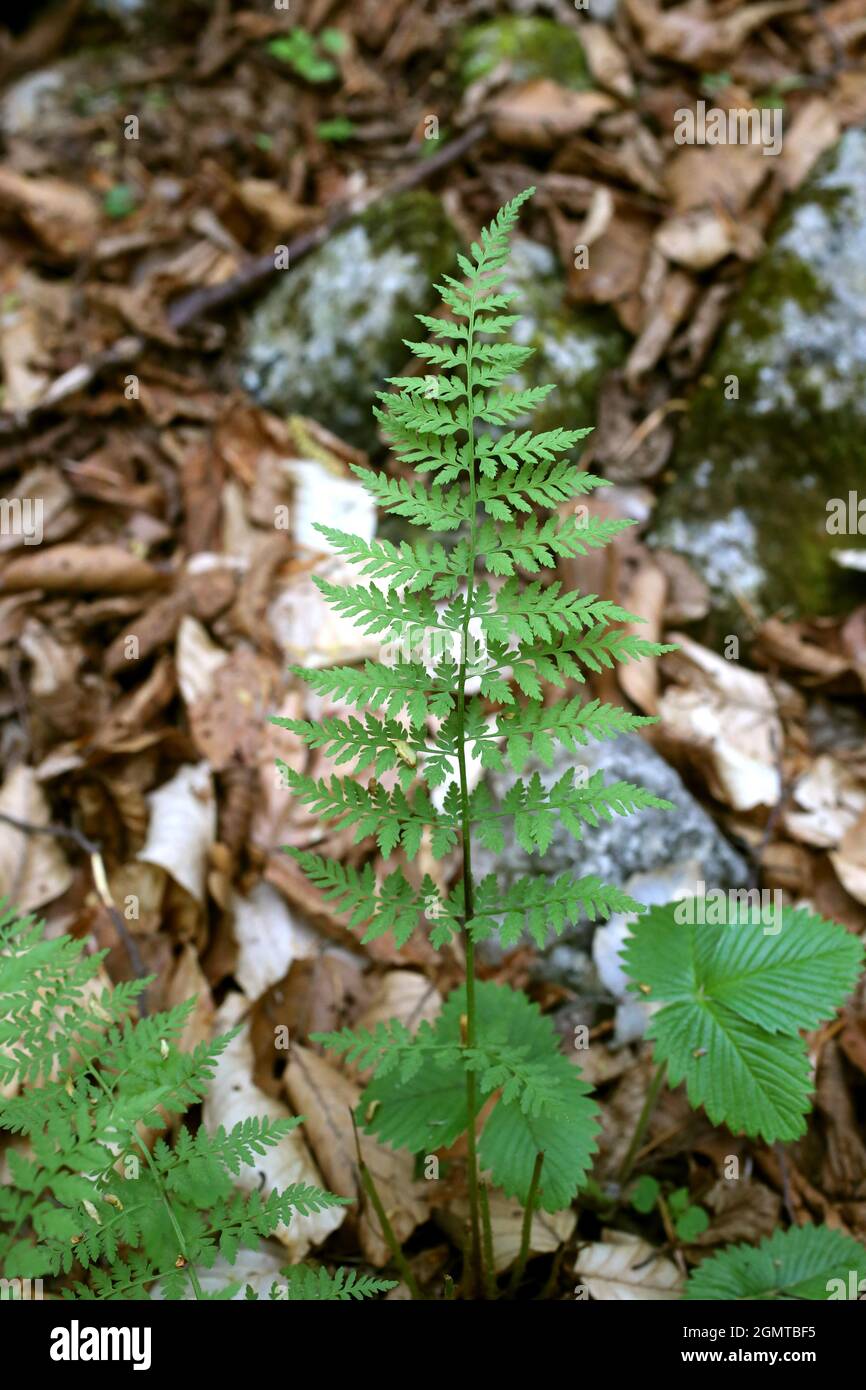 Cystopteridaceae hi-res stock photography and images - Alamy